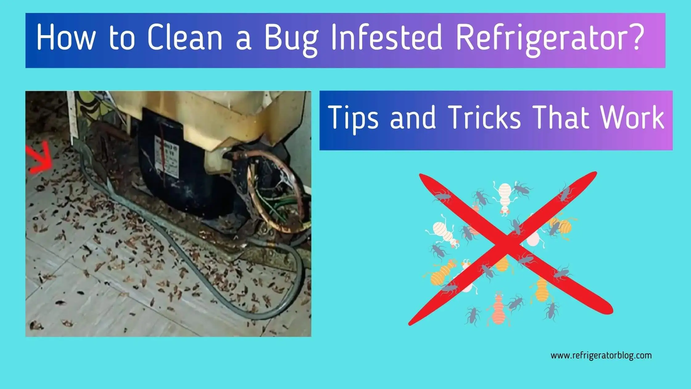 How to Clean a Bug Infested Refrigerator? Clean Gunk